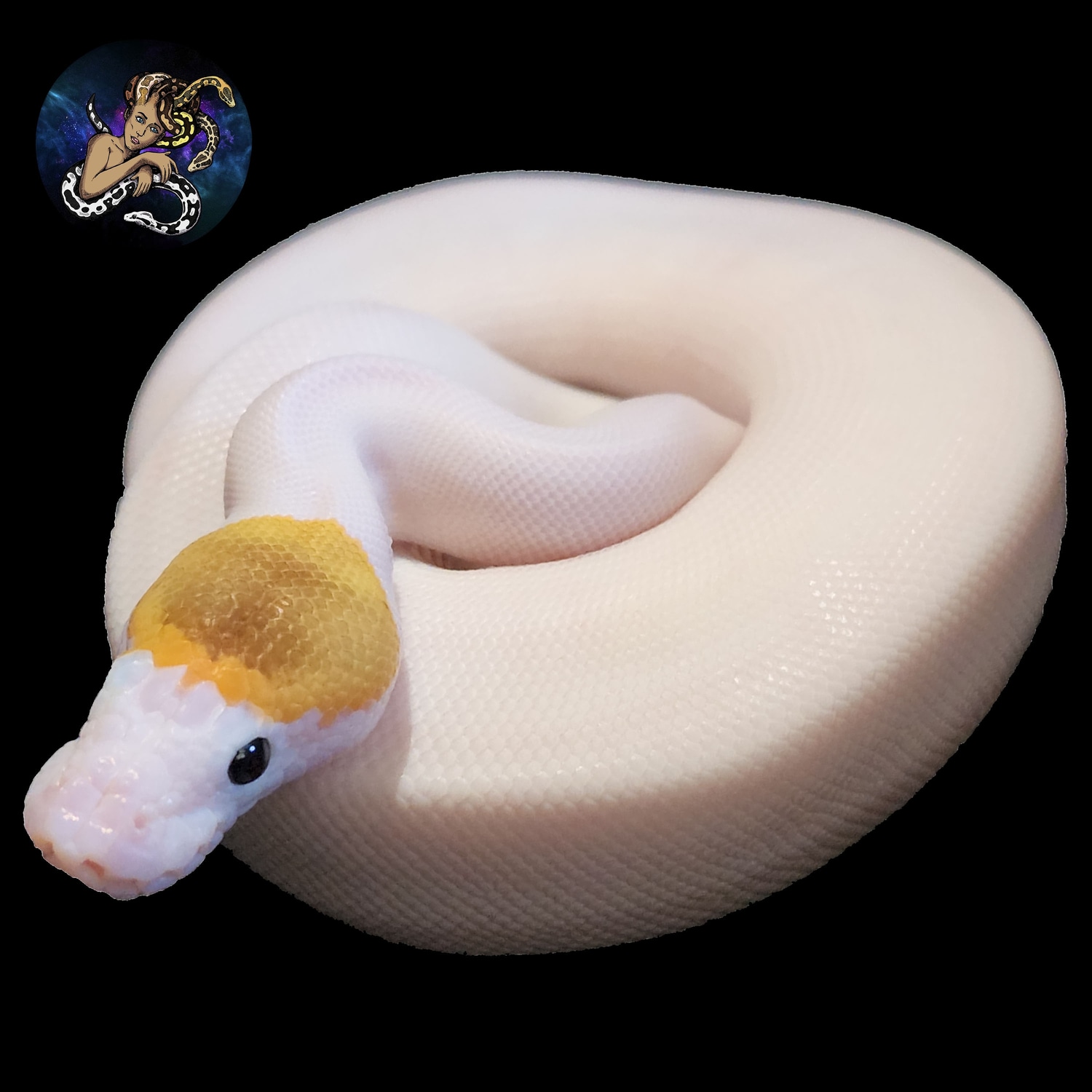 Orange Dream Spied Ball Python by Ms. Understood Exotics - MorphMarket
