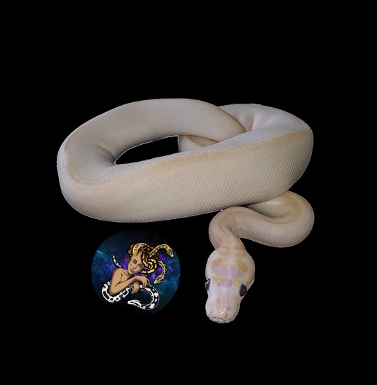 Ivory Scaleless Head DH Albino Pied Ball Python by Ms. Understood Exotics