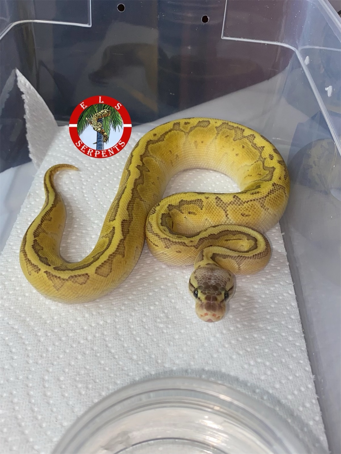 Butter Pastel Pinstripe HOLIDAY SPECIAL 20% OFF (Adjust Price Reflected ...