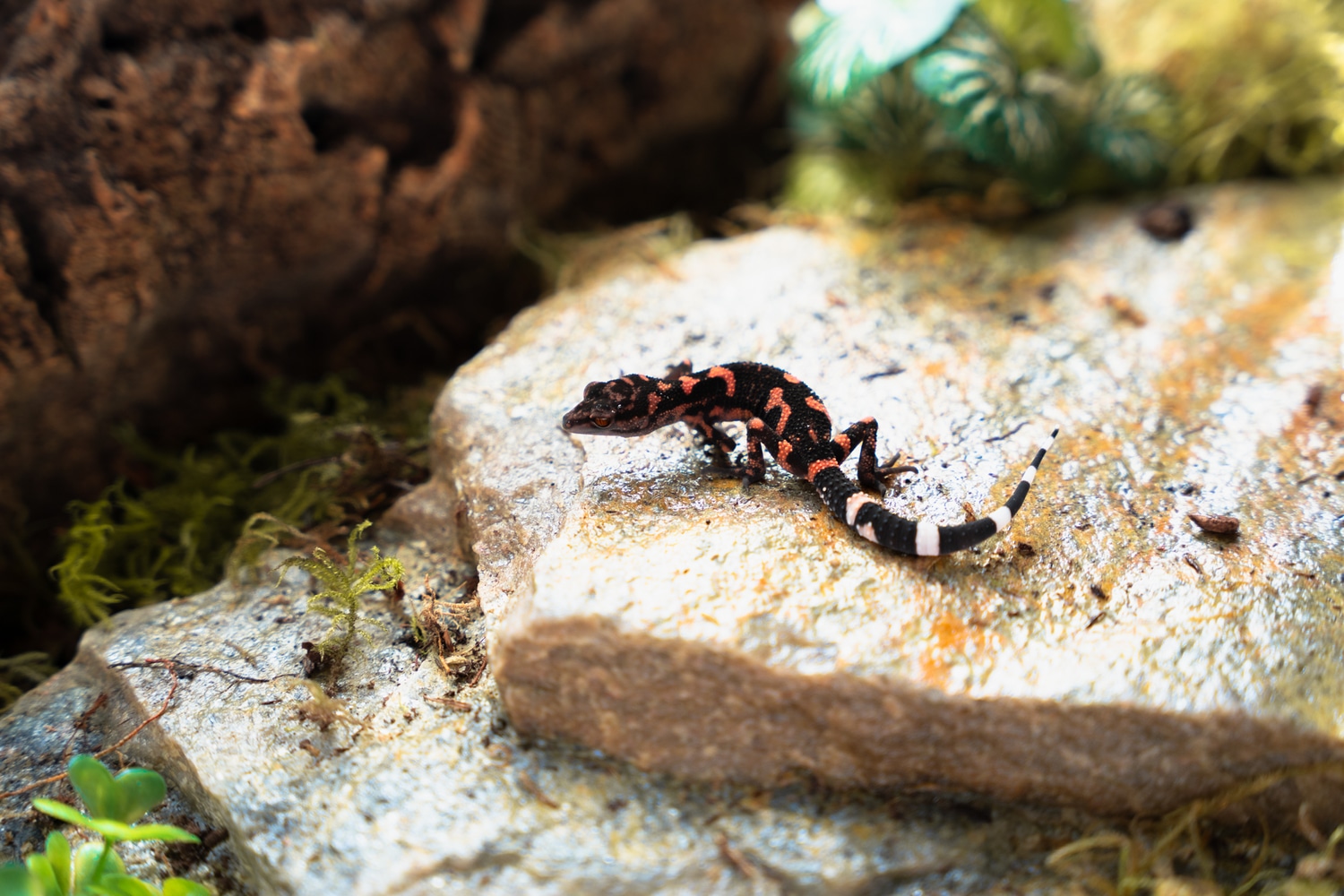 Japanese Cave Gecko Other Gecko by Elusive Creatures - MorphMarket
