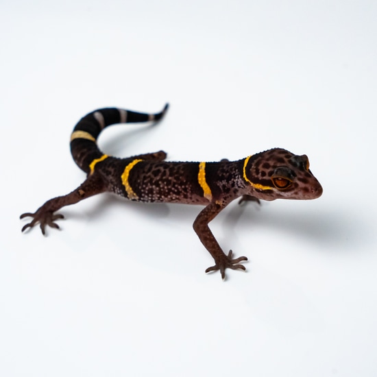 Chinese Cave Gecko Pair -Goniurosaurus Hainanensis by Cave Kid Geckos