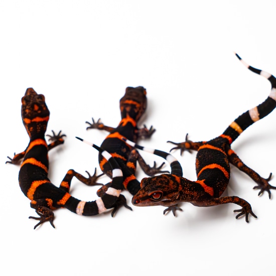 Japanese Cave Gecko Trio - G. Oreintalis by Cave Kid Geckos