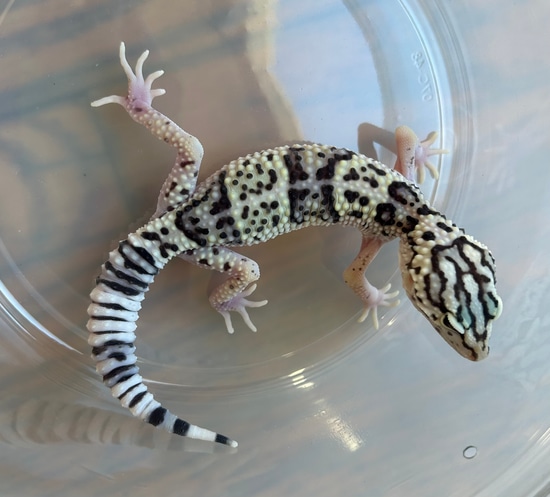 Iranian Leopard Gecko by Phillips Reptile Creations
