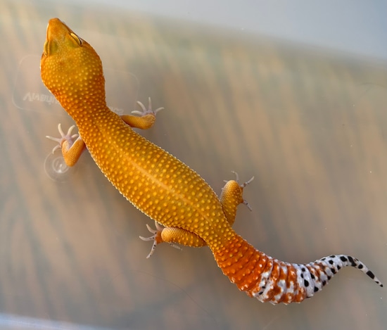 Red Diamond Leopard Gecko by Phillips Reptile Creations