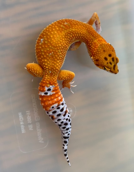 Red Diamond Cross Leopard Gecko by Phillips Reptile Creations