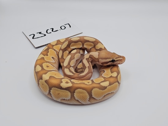 Banana Butter (Pos Yellow Belly) Ball Python by Elysium Exotics Canada
