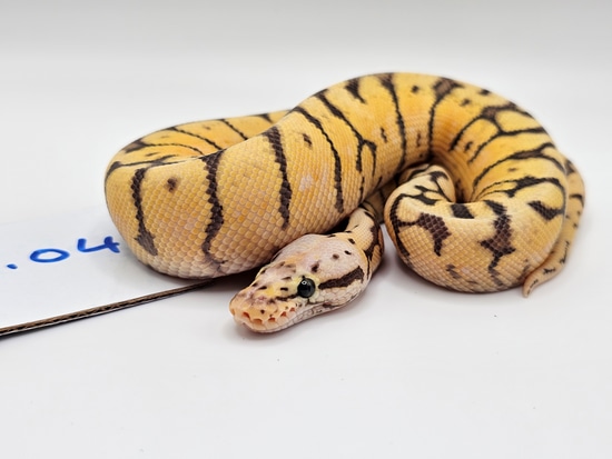 Super Pastel Spider (Killer Bee) Ball Python by Elysium Exotics Canada