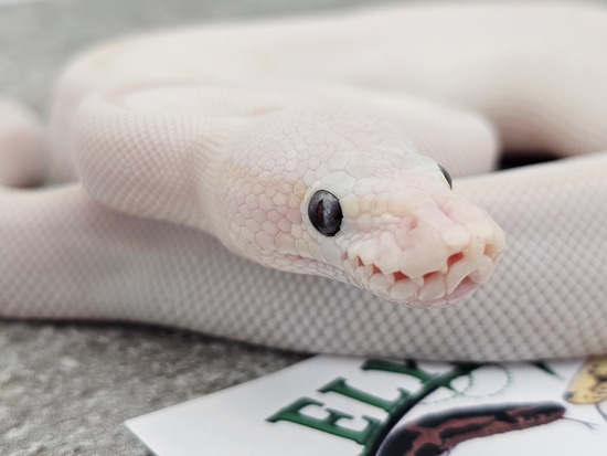 Banana Butter Phantom (Banana Butter Karma) Ball Python by Elysium ...