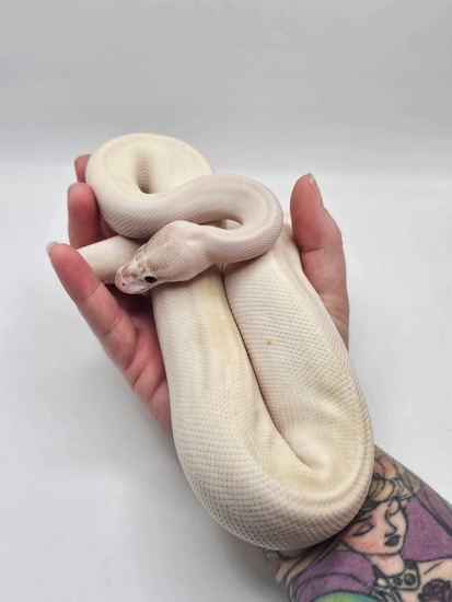 Ivory Pos Dinker Ball Python by Elysium Exotics Canada