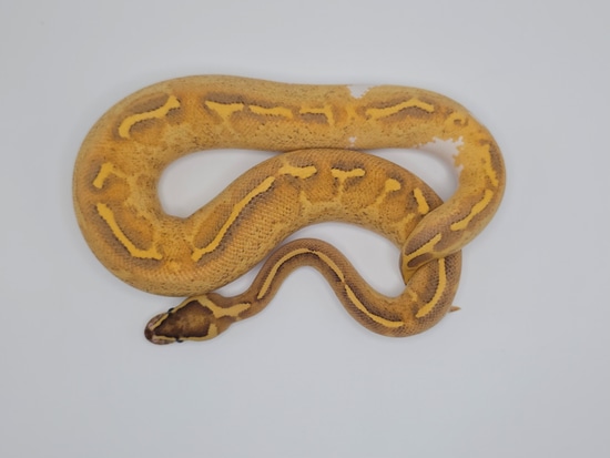 Enchi Orange Dream Fire Freeway Ball Python by Elysium Exotics Canada