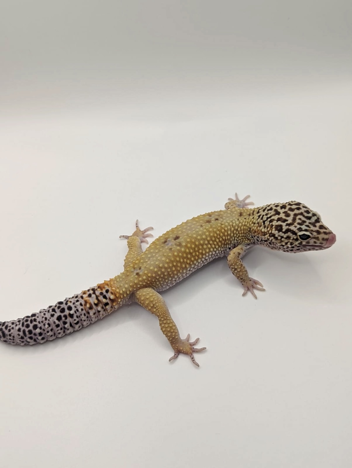 Hypo Leopard Gecko by Em Oh’s Geckos - MorphMarket