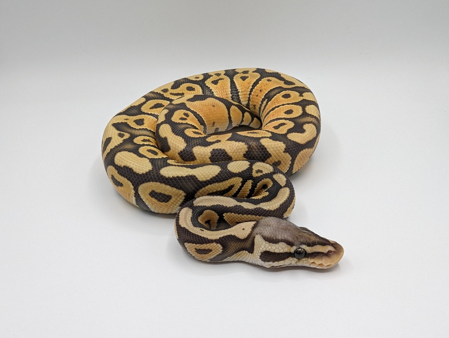 Pastel Hypo Pos Het Clown Ball Python by Double Take Snakes - MorphMarket