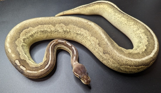 Pastel Cinnamon Mojave Leopard Het Pied Ball Python by Double Take Snakes