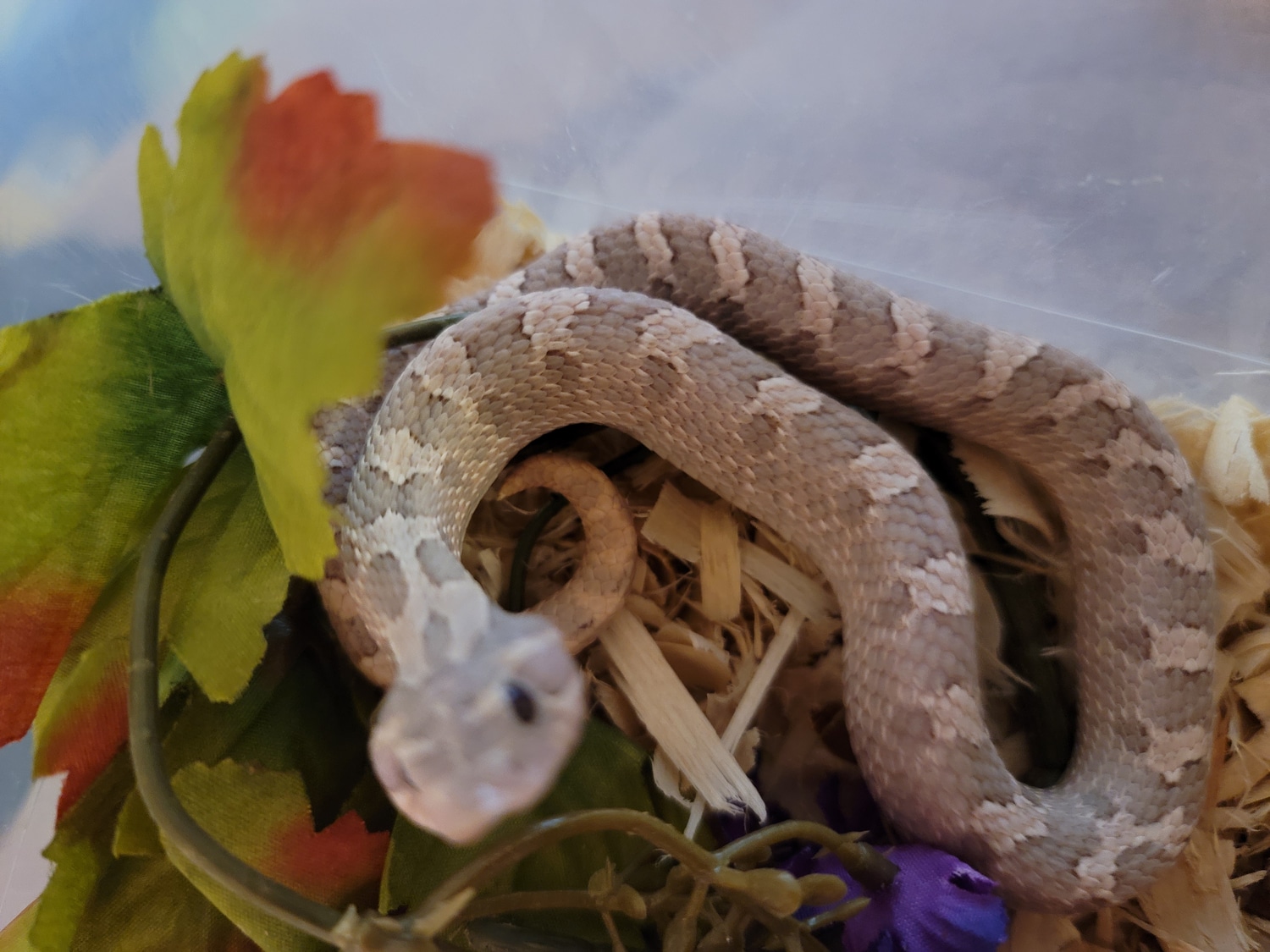 Ember Ray Hogs's Collection - MorphMarket