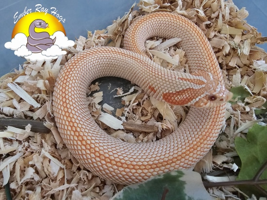 Albino Arctic Superconda Western Hognose by Ember Ray Hogs