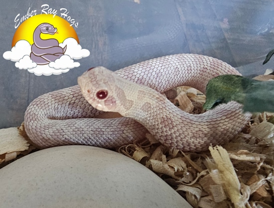 Snow Western Hognose by Ember Ray Hogs