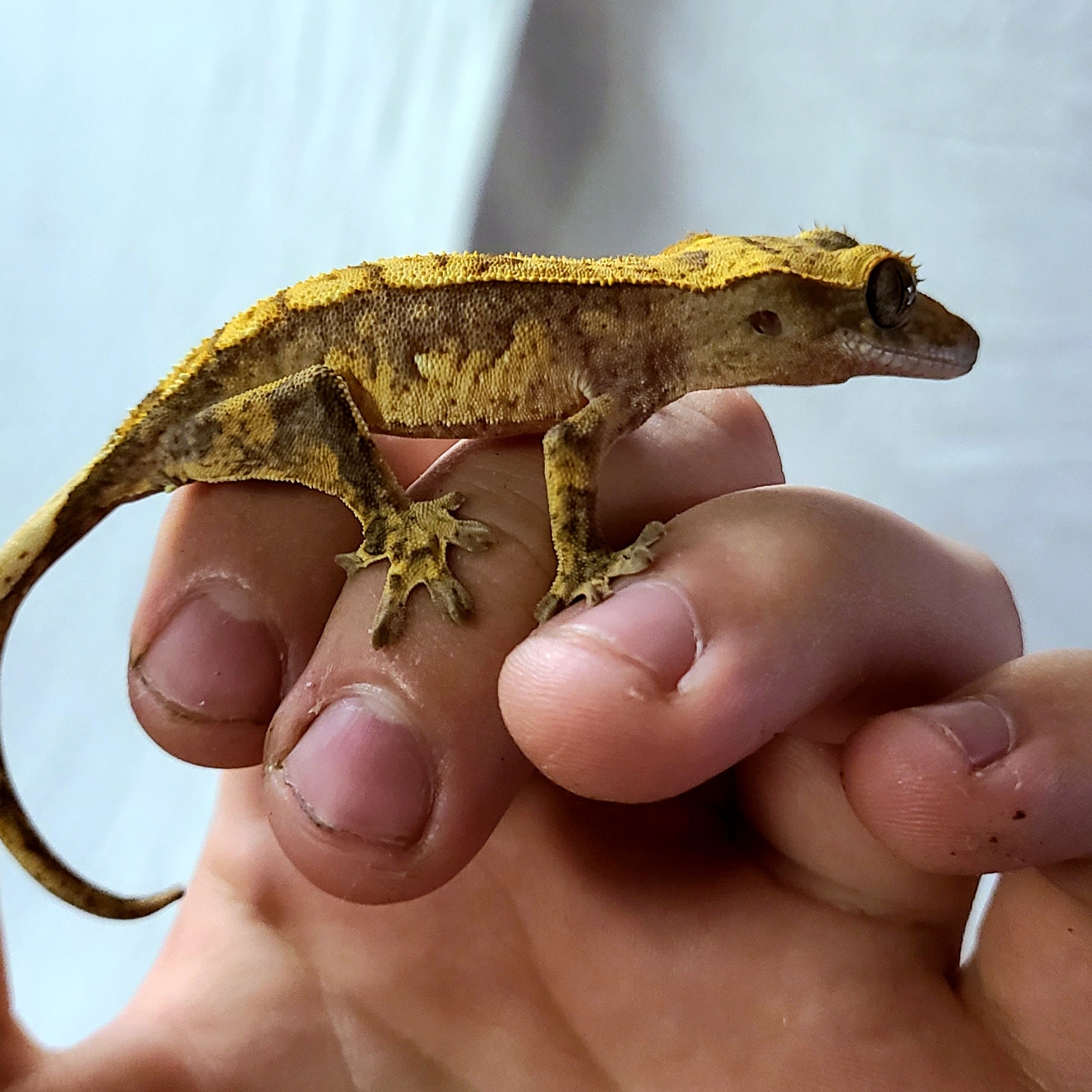 (SALE)Harlequin Crested Gecko by Ember Exotics - MorphMarket