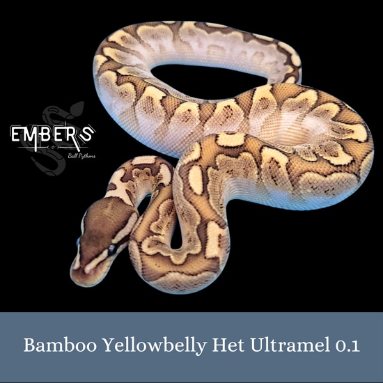 Yellowbelly Bamboo Het Ultramel Ball Python by EmbersBallPythons