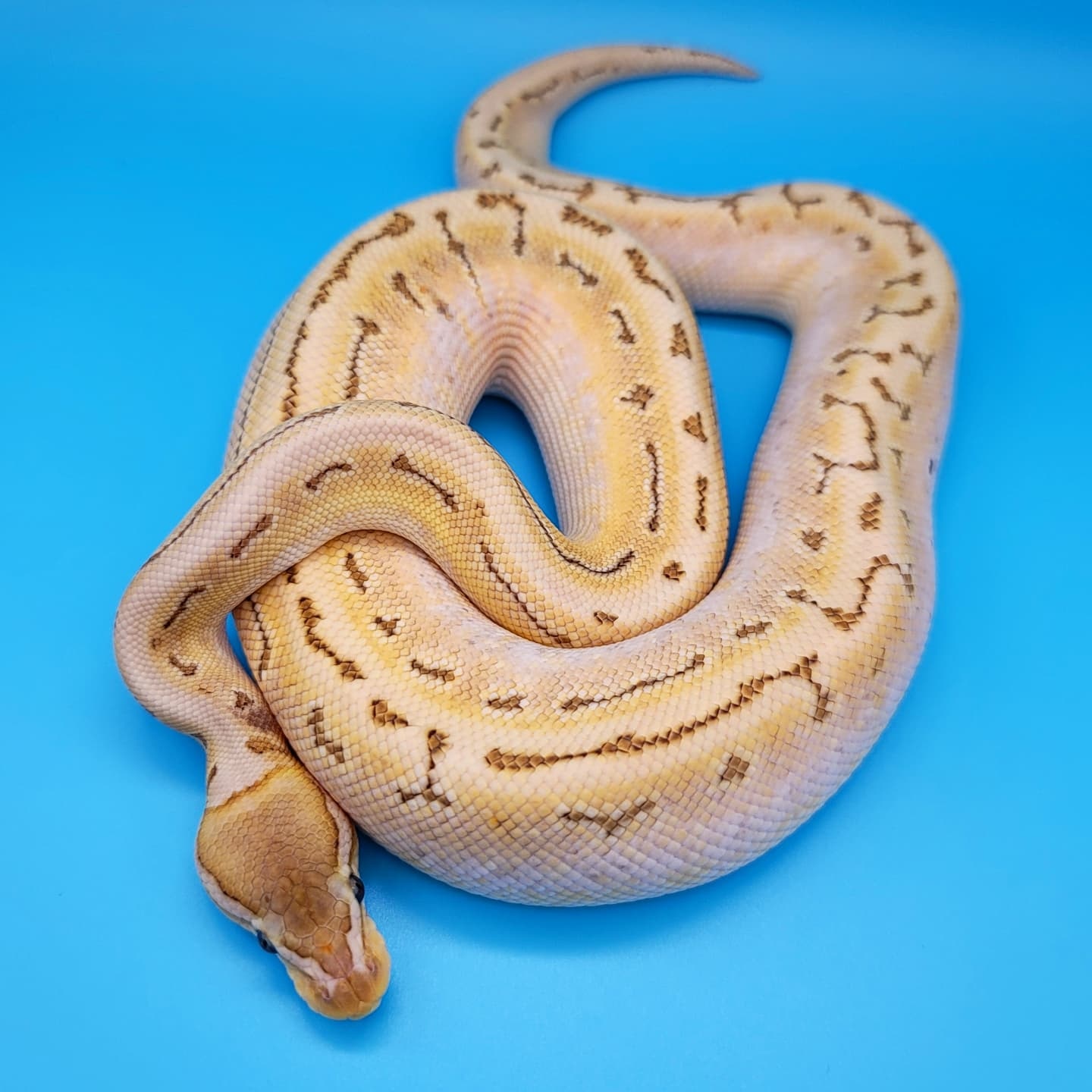 Orange Dream Bamboo Pinstripe Het Ultramel Ball Python by ...