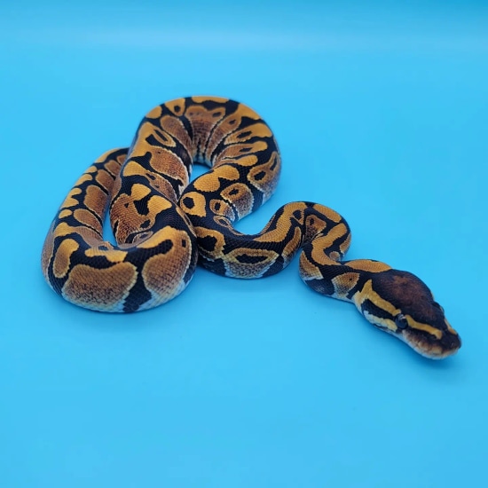 (Fire) Het Ultramel - Clay Ball Python by EmbersBallPythons