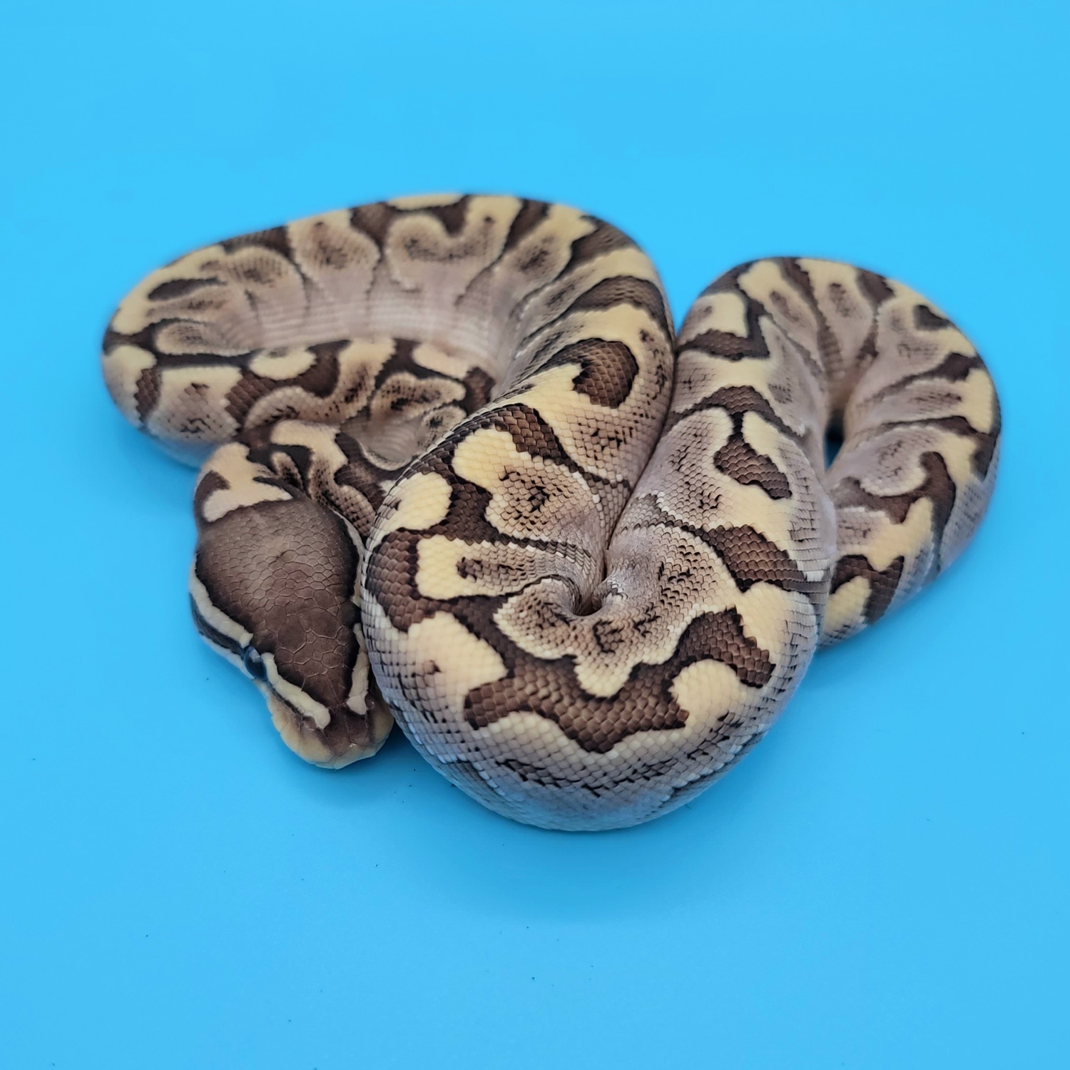 Bamboo Het Ultramel - Ash Ball Python by EmbersBallPythons - MorphMarket