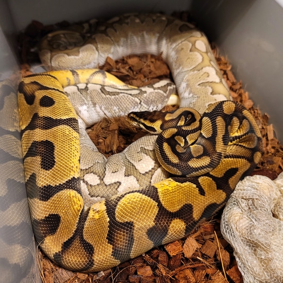 Breeder KRG!! Pastel Enchi Het Pied Ball Python by EmbersBallPythons