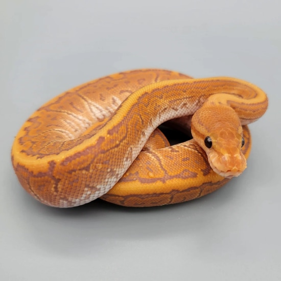 Black Pastel Pinstripe Ultramel Het Clown Ball Python by EmbersBallPythons