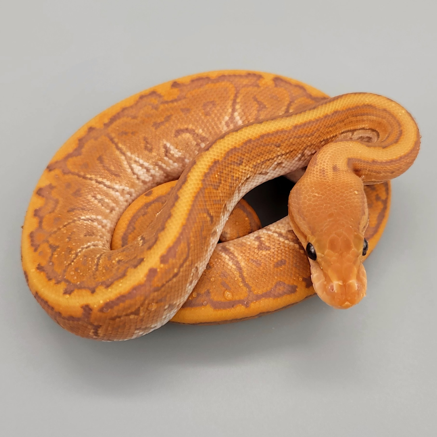 Black Pastel Pinstripe Ultramel Het Clown Ball Python by ...