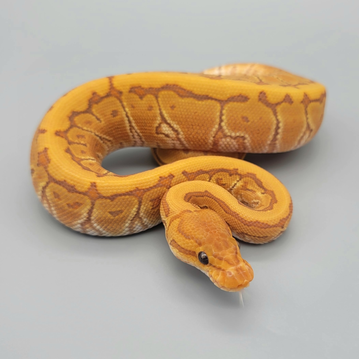 EmbersBallPythons's Collection - MorphMarket