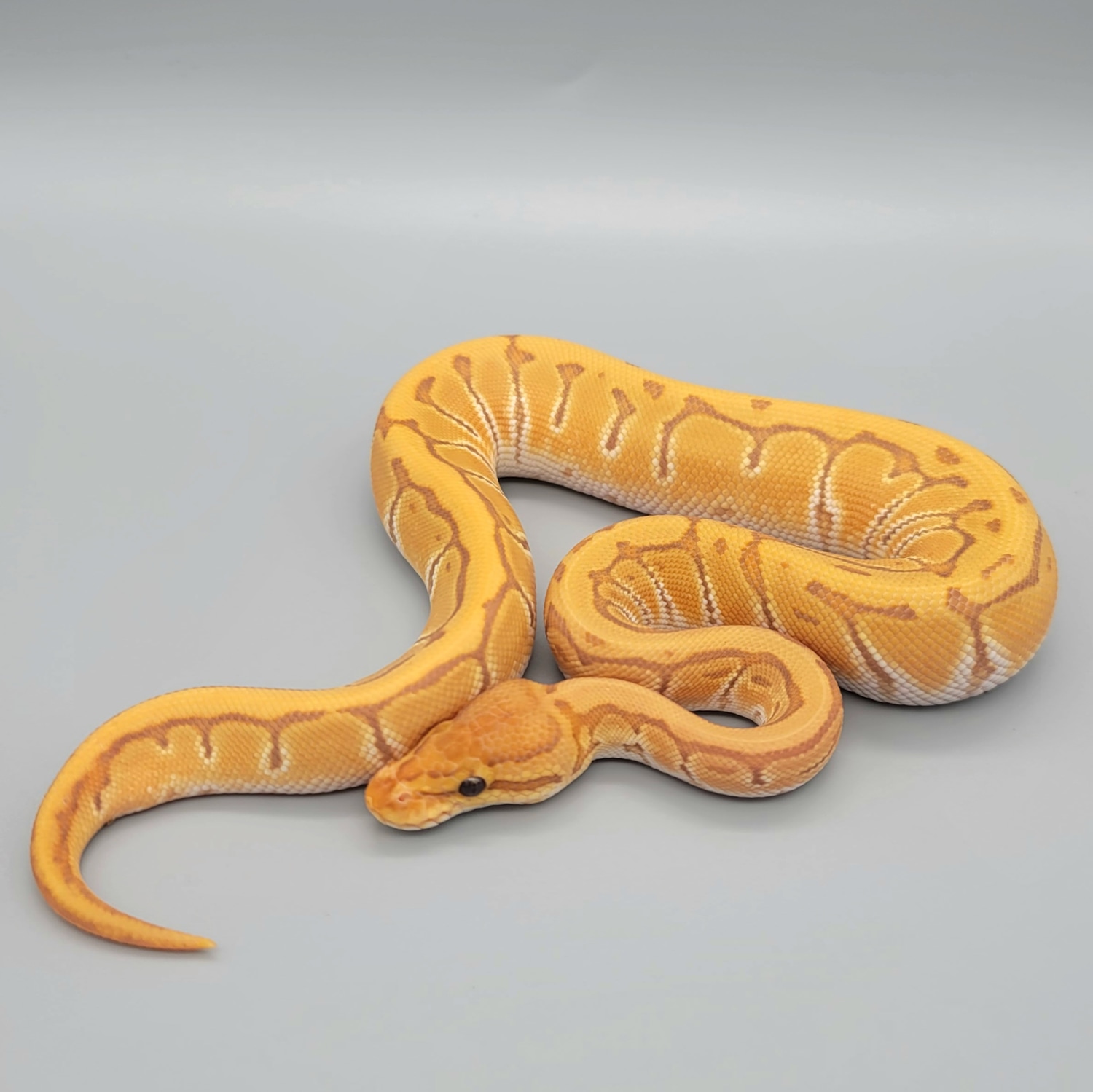 OD Pin Ultramel Het Clown - Andy Ball Python by EmbersBallPythons ...
