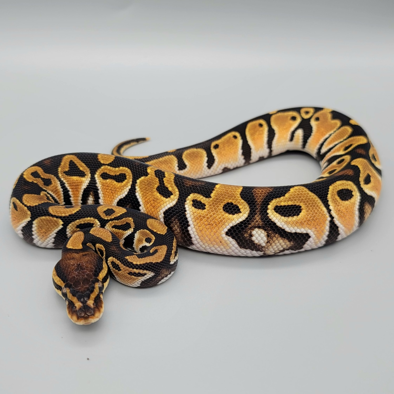 Orange Dream Het Clown 66%Het Ultramel Ball Python by EmbersBallPythons ...