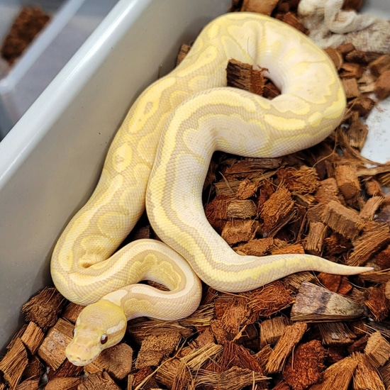Black Pastel Bamboo Ultramel Ball Python by EmbersBallPythons