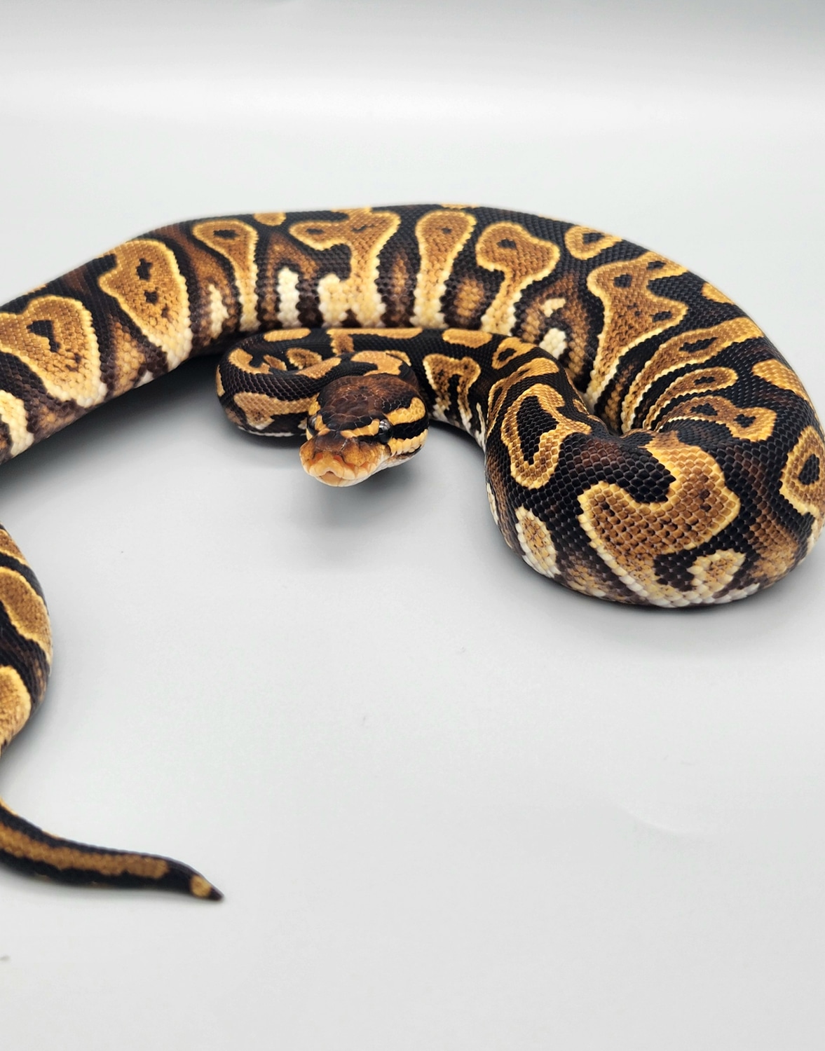 Yellowbelly Het Clown 66% Het Ultramel Ball Python by EmbersBallPythons ...