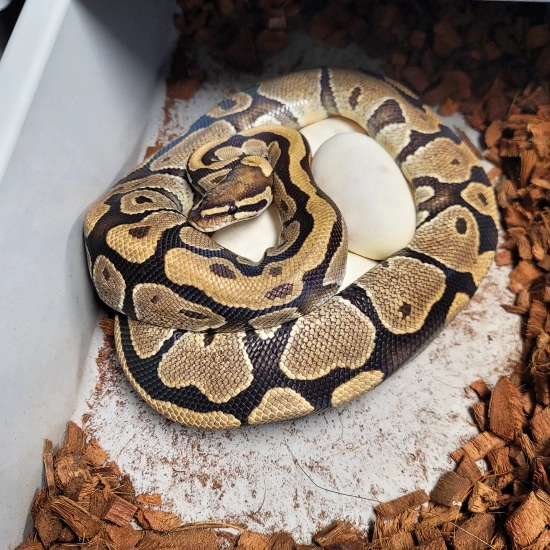 Proven Breeder (Fire) Classic Ball Python by EmbersBallPythons