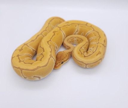Black Pastel Pinstripe Ultramel Het Clown Ball Python by ...