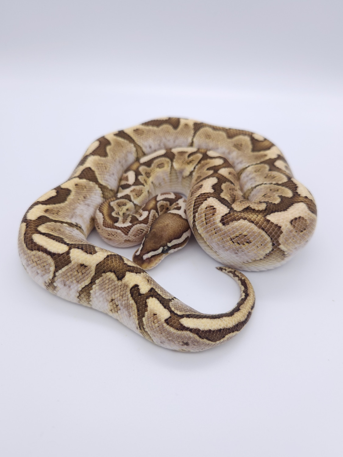 (Fire) Bamboo Het Ultramel - Buster Ball Python by EmbersBallPythons ...