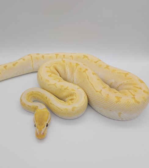 OD Bamboo Pinstripe Ultramel Ball Python by EmbersBallPythons
