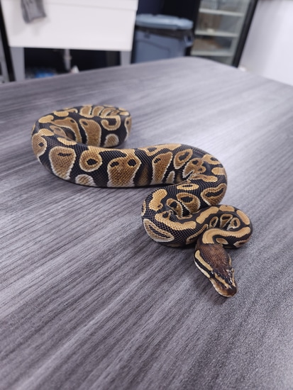 Het Clown 66% Het Ultramel (Chris) Ball Python by EmbersBallPythons