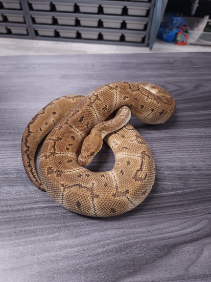 (Breeder) Pin Clown Het Ultramel Ball Python by EmbersBallPythons