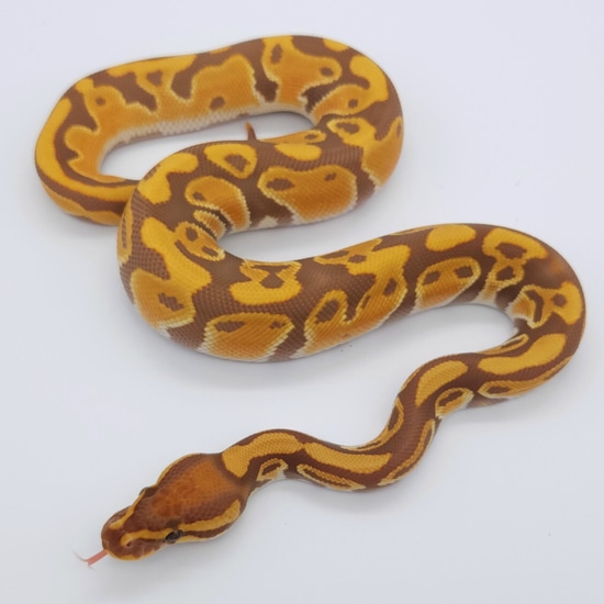 Super OD Ultramel!! Ball Python by EmbersBallPythons