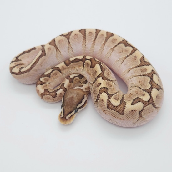 Fire Bamboo Het Ultramel Ball Python by EmbersBallPythons