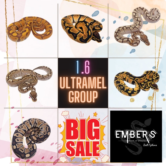 Huge Savings!! 1.6 Ultramel Group!!! Ball Python by EmbersBallPythons