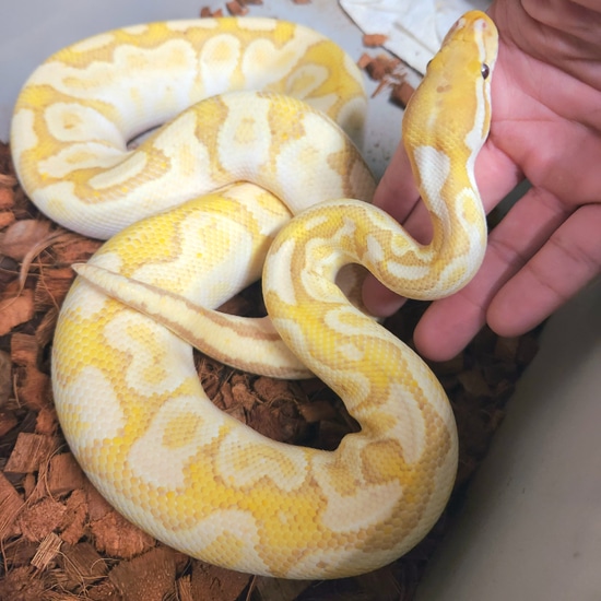 💥(Breeder) YB Bamboo Ultramel💥 Ball Python by EmbersBallPythons