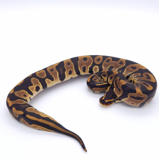 💥Cypress Leopard H. Clown Ball Python by EmbersBallPythons