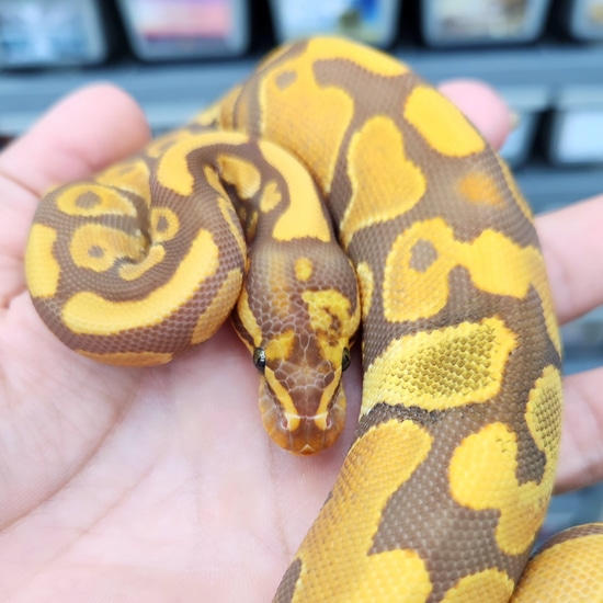 💥YB (+) Ultramel Het Clown Ball Python by EmbersBallPythons