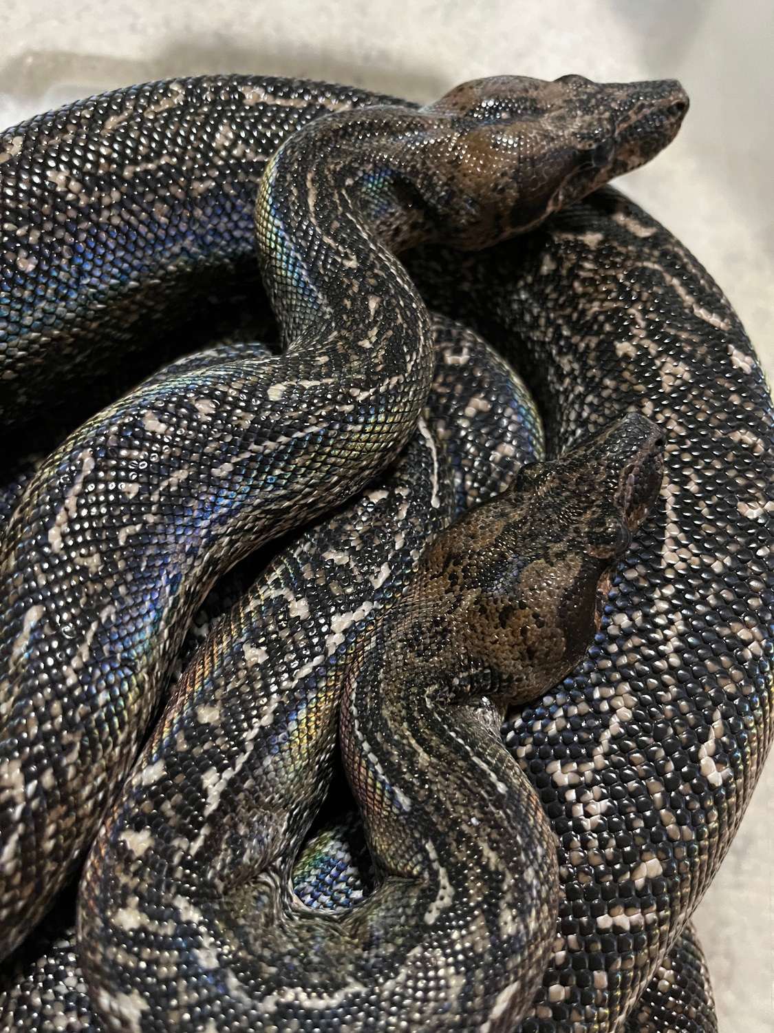 Adult Proven Breeder, Leopard Boa Boa Constrictor by Ember’s Animals ...