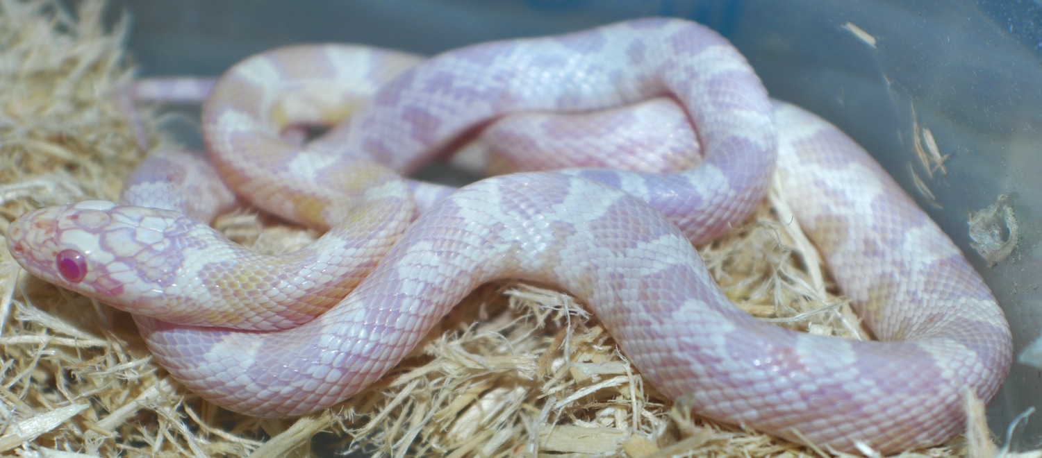 Amel Sunkissed Ghost Or Hypo Sunkissed Snow Corn Snake by Emerald ...