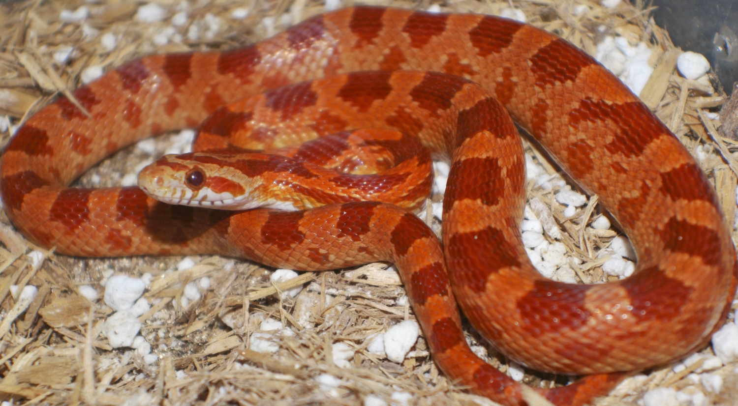 Redfactor Some Kind Of Hypo Ph Diffused Motley Anery Corn Snake by ...