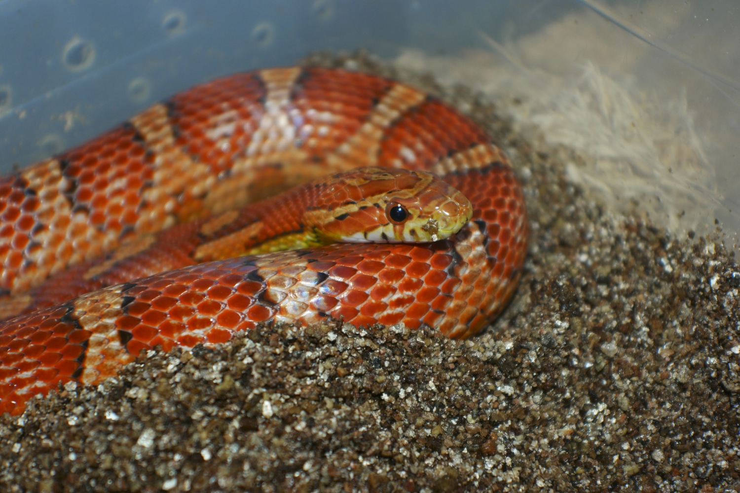 Clara- Normal Het Hypo Amel Charcoal Anery Corn Snake by Emerald ...