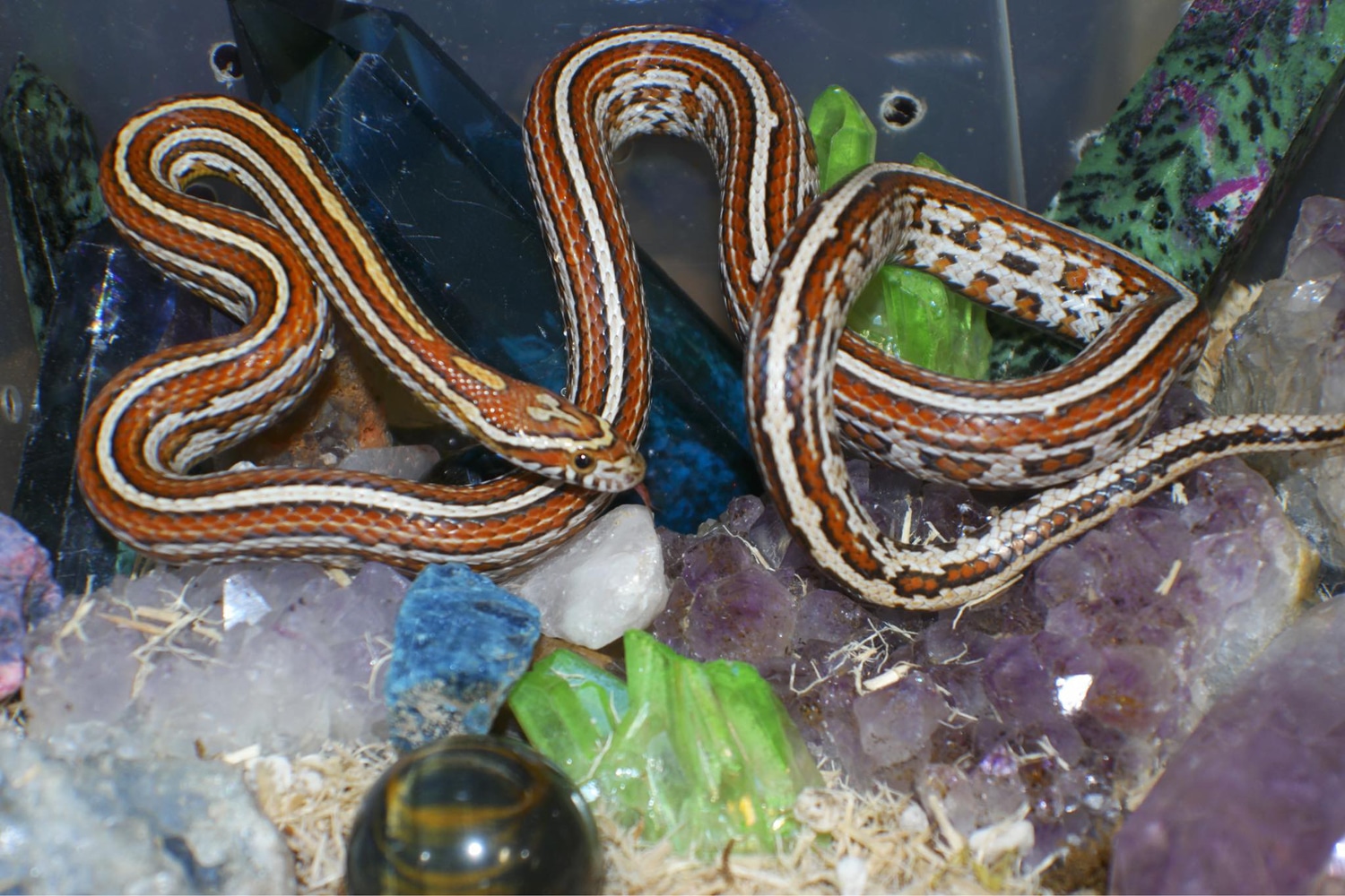 Miami (Phase) ( Okeetee Phase) Tessera Het Butter Cinder Ph Sunkissed ...